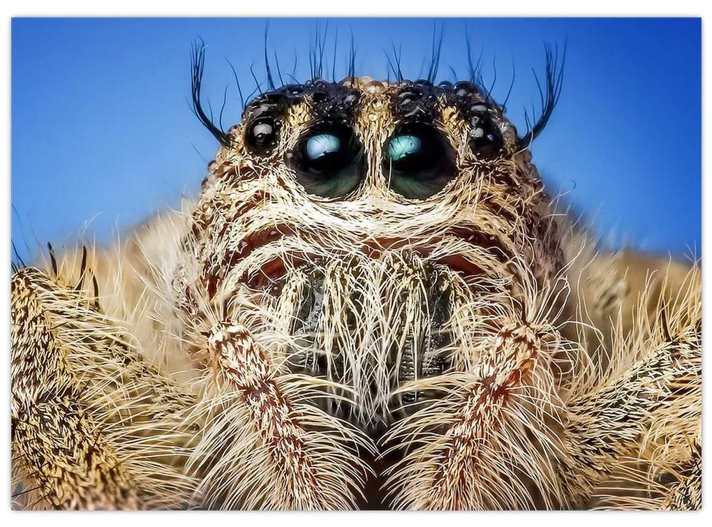 Skleněný obraz detailu pavouka (70x50 cm)