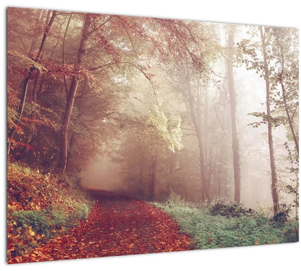 Skleněný obraz - Podzimní procházka lesem (70x50 cm)