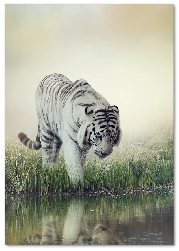 Wallmuralia Moderní akrylový fotoobraz Bílý tygr 70x100 cm