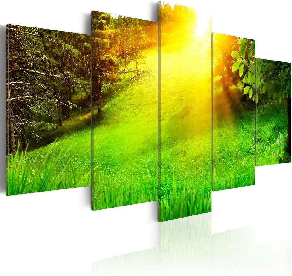 Obraz na plátně Bimago - Forest and sun 100x50 cm