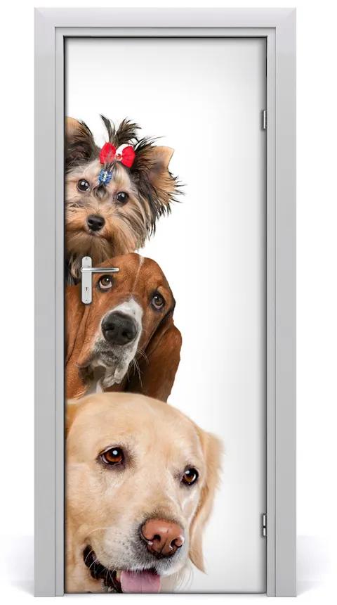 Samolepící fototapeta na dveře Psi a kočky 95x205 cm