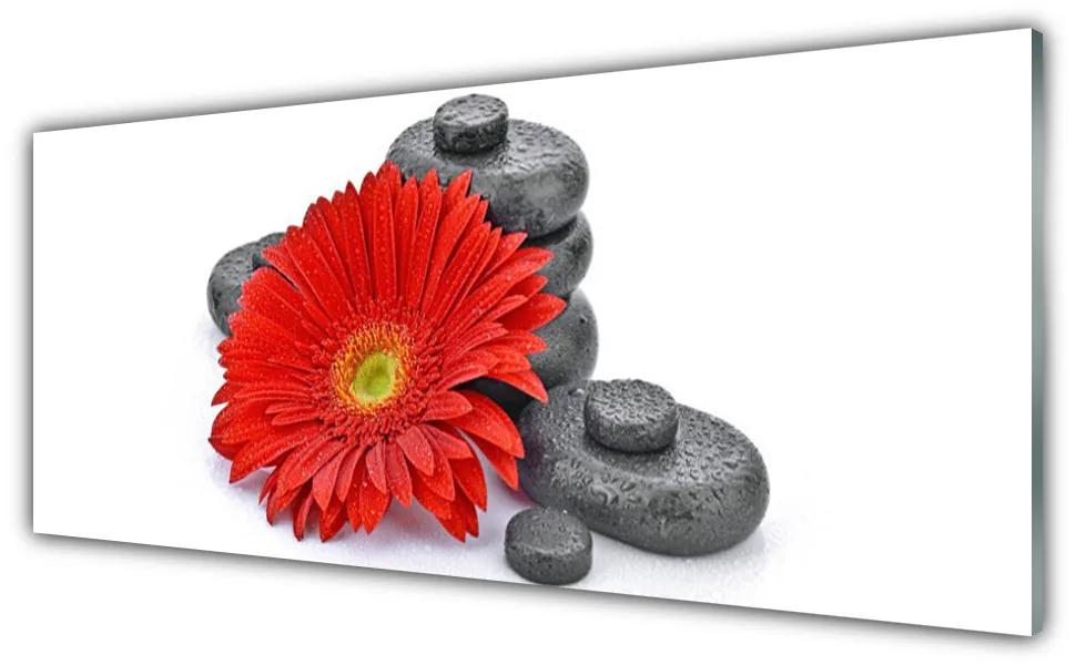 Plexisklo-obraz Květiny Gerbery Kameny Zen 125x50 cm