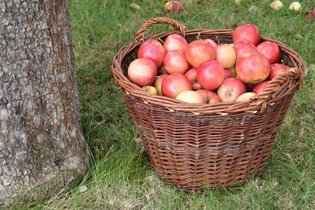 Vingo Proutěný velký zahradní koš - dvouušák Rozměry (cm): průměr 60, v. 40