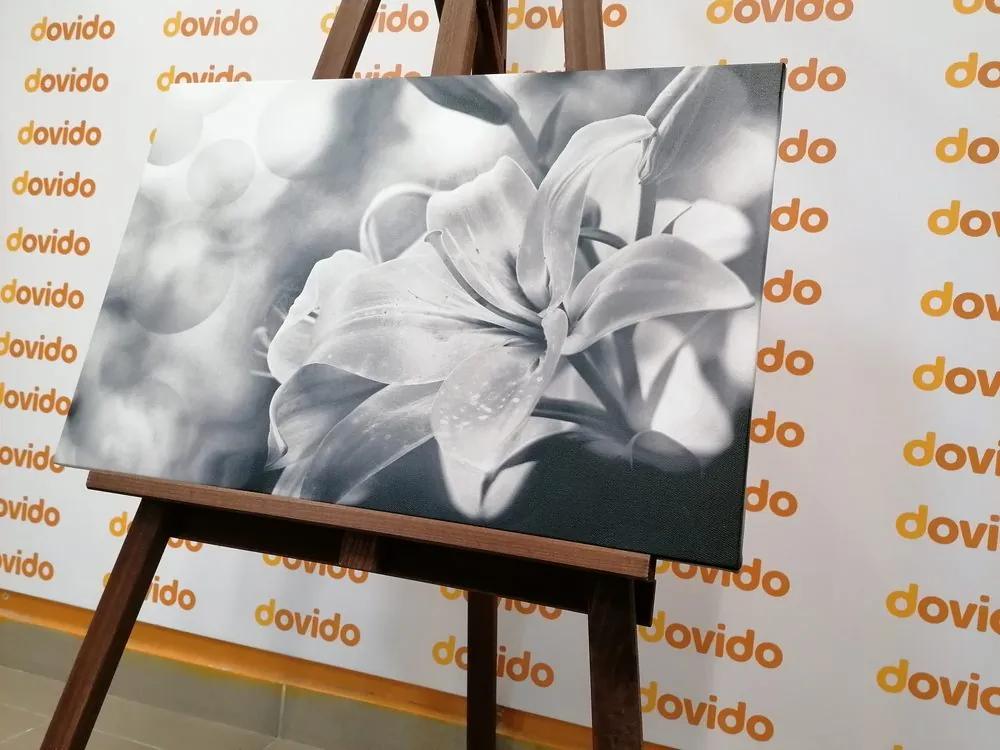 Obraz květ lilie na abstraktním pozadí v černobílém provedení