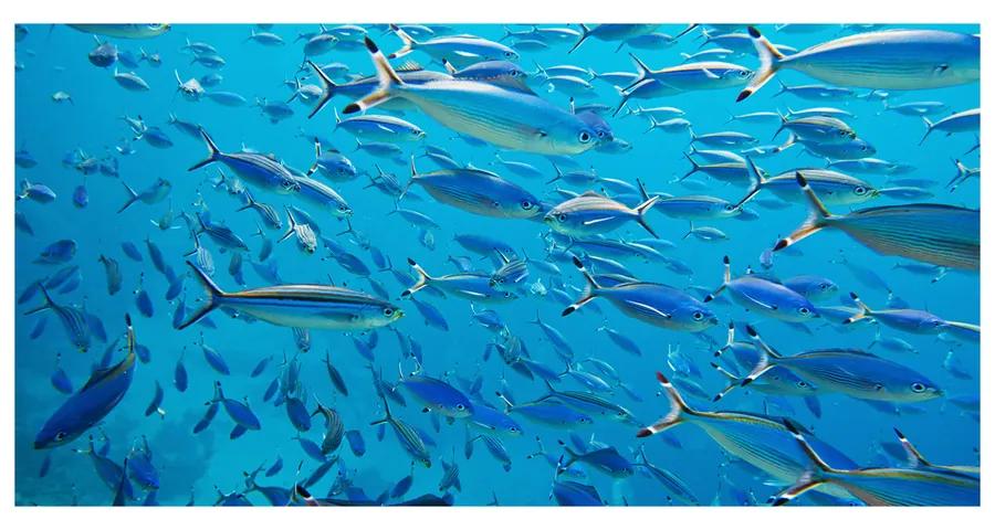 Wallmuralia Foto obraz skleněný horizontální Korálové ryby 100x50 cm