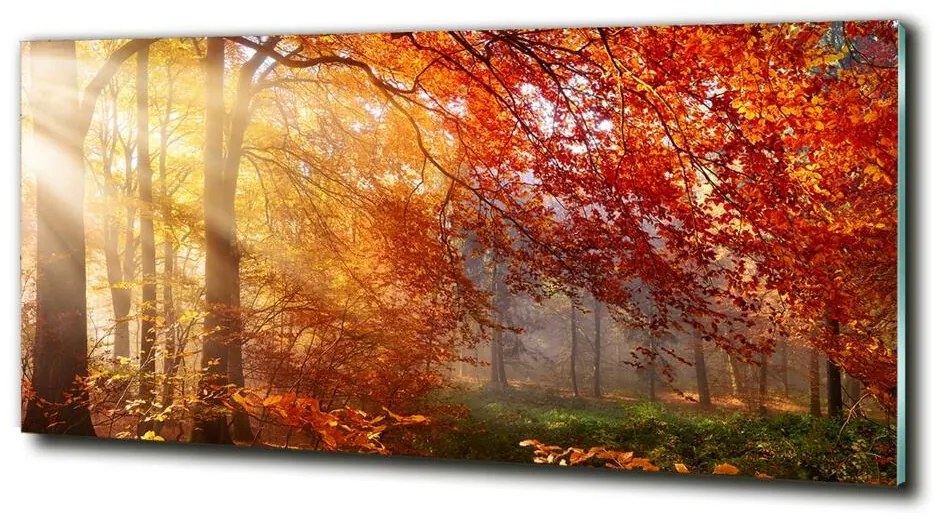 Wallmuralia Foto obraz fotografie na skle Podzimní les 125x50 cm