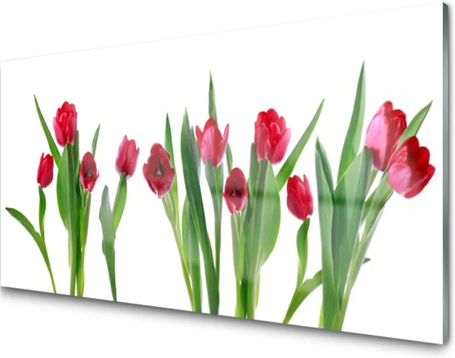 Plexisklo obraz Tulipány Květiny Rostlina