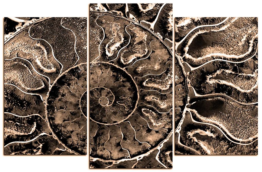 Obraz na plátně - Textura fosílie 1174FC (150x100 cm)