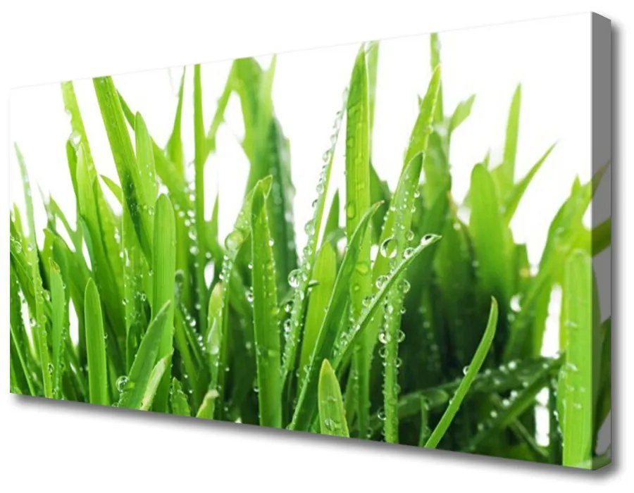 Obraz na plátně Tráva Rostlina 100x50cm