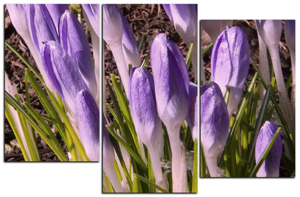Obraz na plátně - Krokusy na jaře 1243D (135x90 cm)