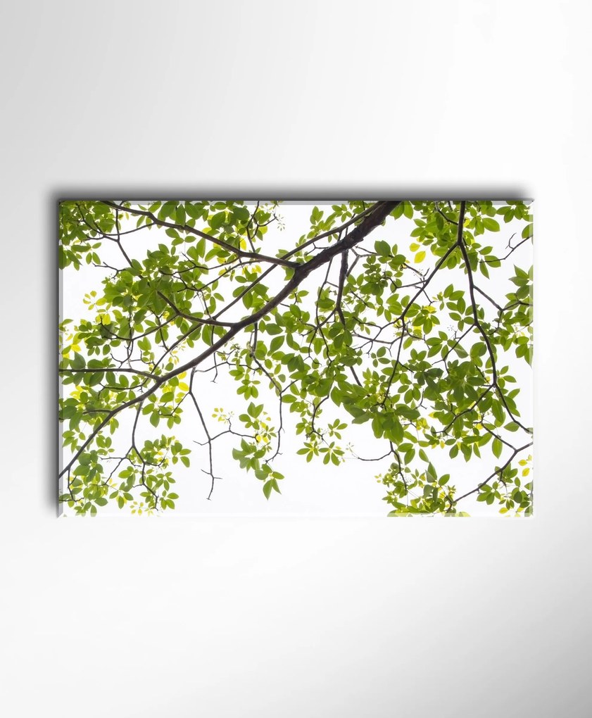 Malvis ® Obraz větev stromu ROZMĚR (šířka x výška): čtyřdílný čtverec 80x80 cm