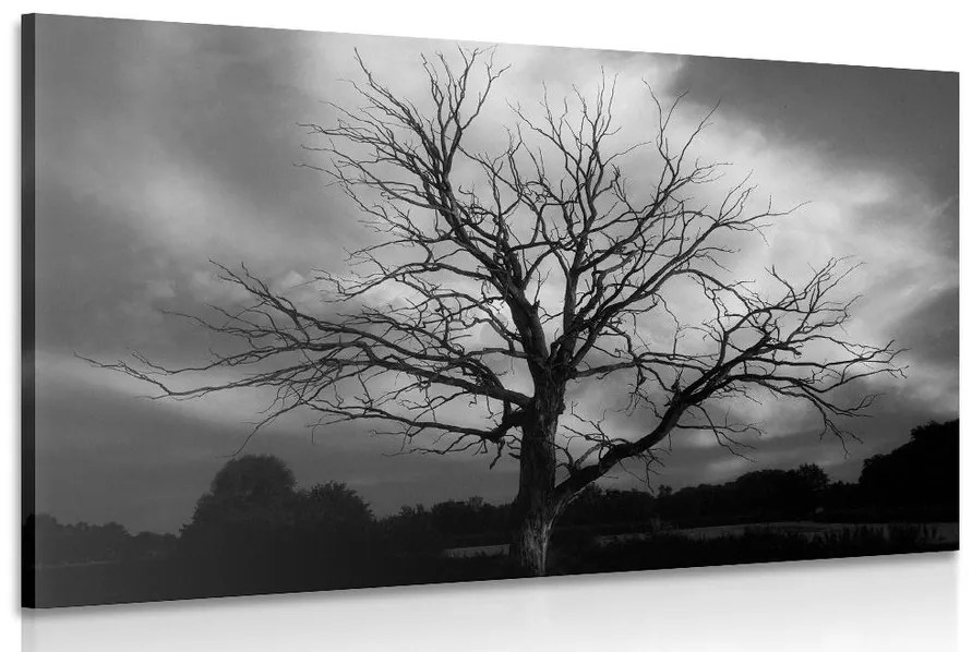 Obraz černobílý strom na louce - 90x60 cm