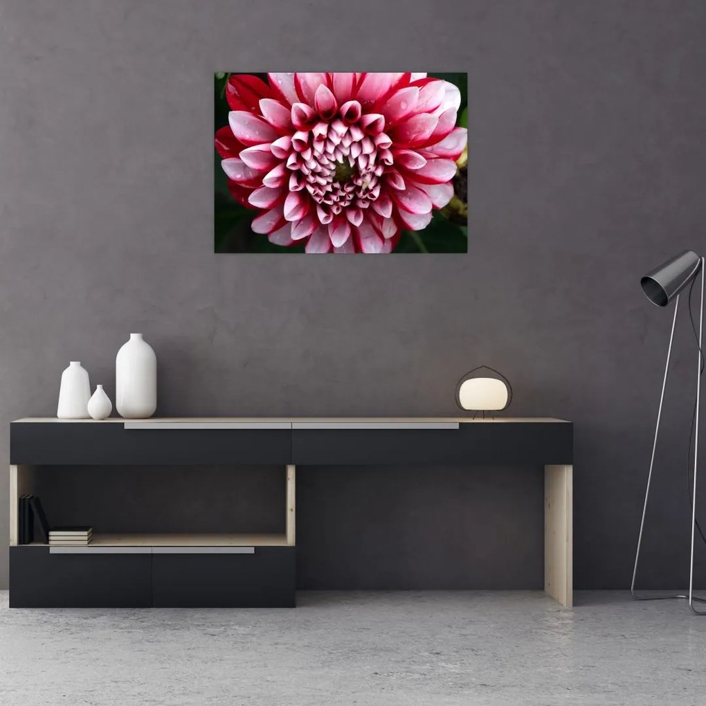Obraz růžové jIřiny (70x50 cm)