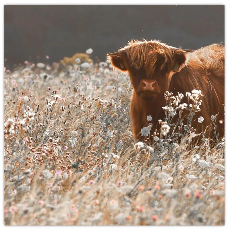 Obraz - Skotská kráva v kvítí (30x30 cm)