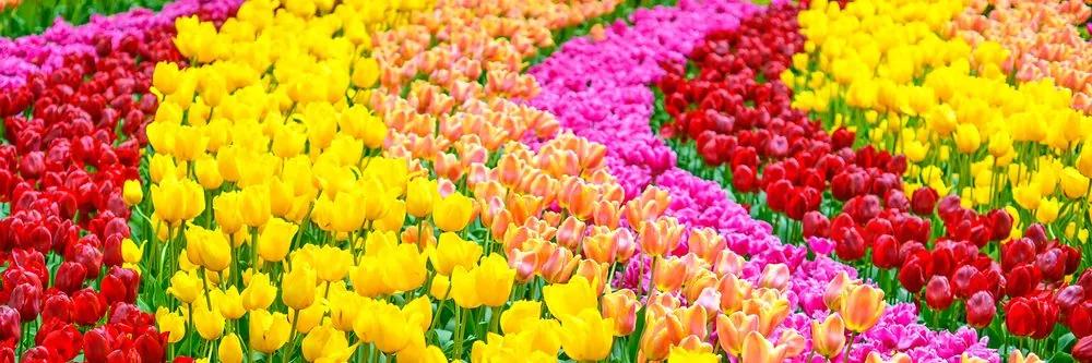 Obraz pestrobarevné tulipány Varianta: 120x40
