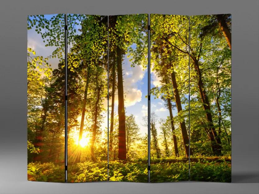 Liox Paraván západ slunce v lese Rozměr: 225 x 180 cm