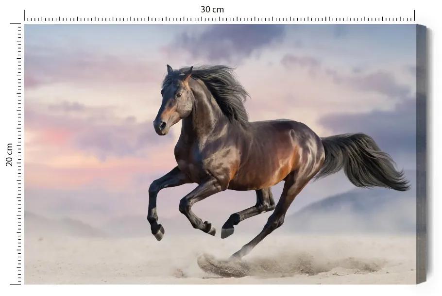 Obraz Kůň Ve Cvalu Nedostatek Nedostatek Přírodní plátno 120x80