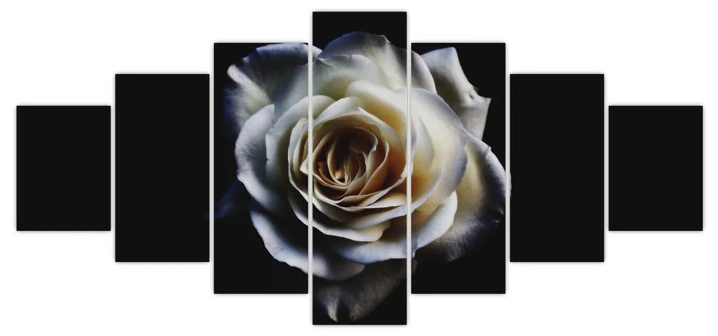 Obraz bílé růže (210x100 cm)