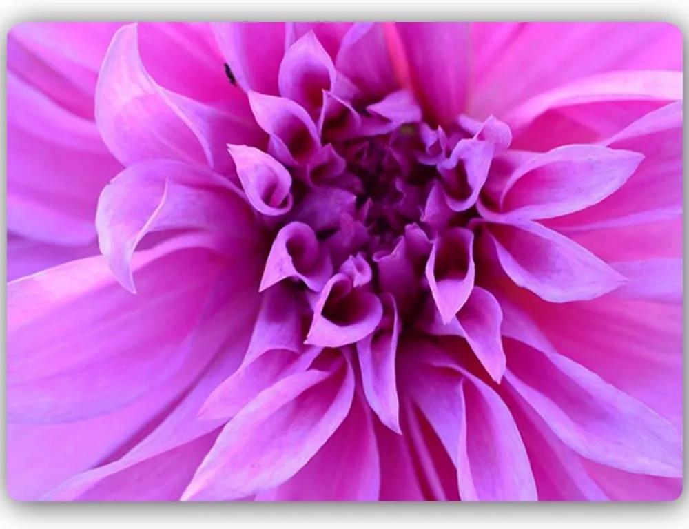 CARO Kovový obraz - Purple Flower 60x40 cm