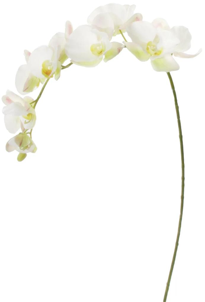 Orchidej (Phalaenopsis) bílo-zelená, 110 cm