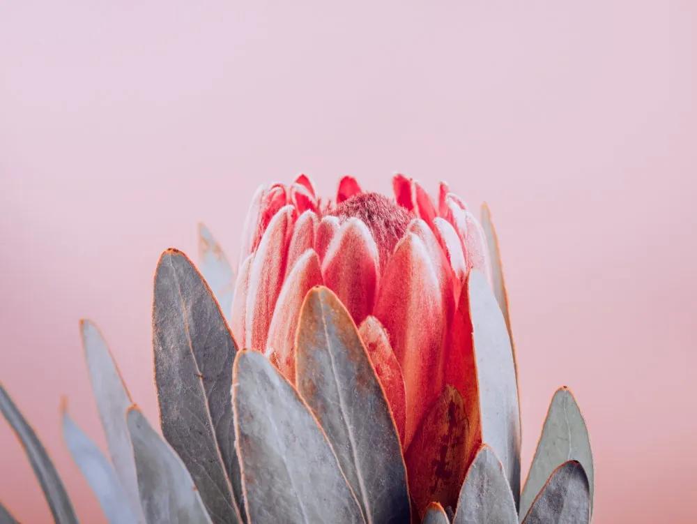 Vícedílný obraz Květina Královského Protéa Zblízka Nedostatek Nedostatek Přírodní plátno 120x90