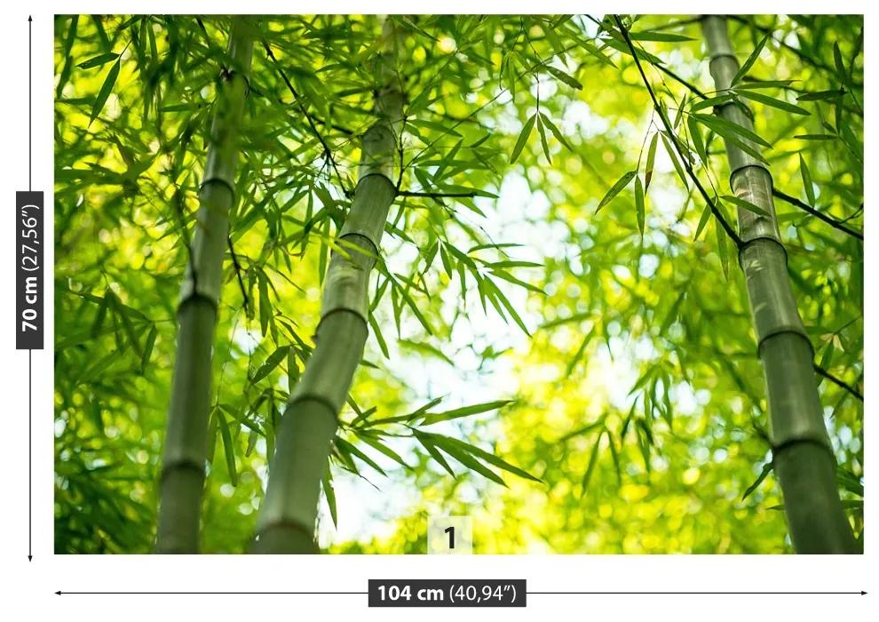 Fototapeta Bambusové větve