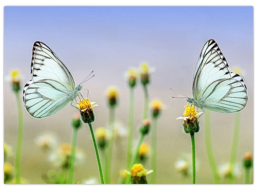 Obraz motýlů na květině (70x50 cm)