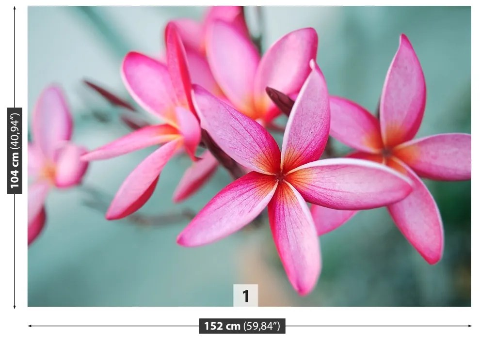 Fototapeta Pink Plumeria 104x70