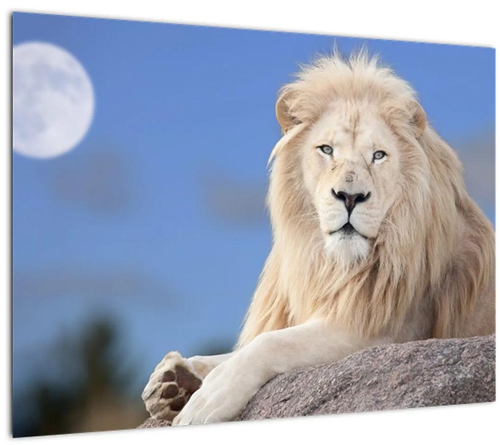 Skleněný obraz - Bílý lev (70x50 cm)