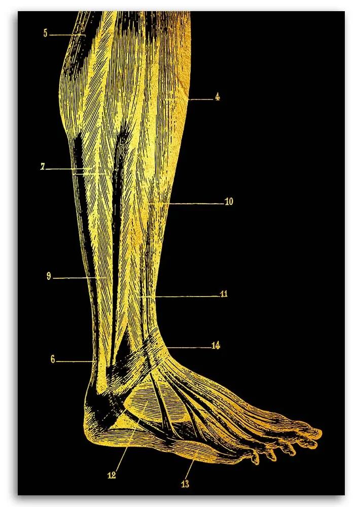 Gario Obraz na plátně Zlatá anatomie, noha - Gab Fernando Rozměry: 40 x 60 cm
