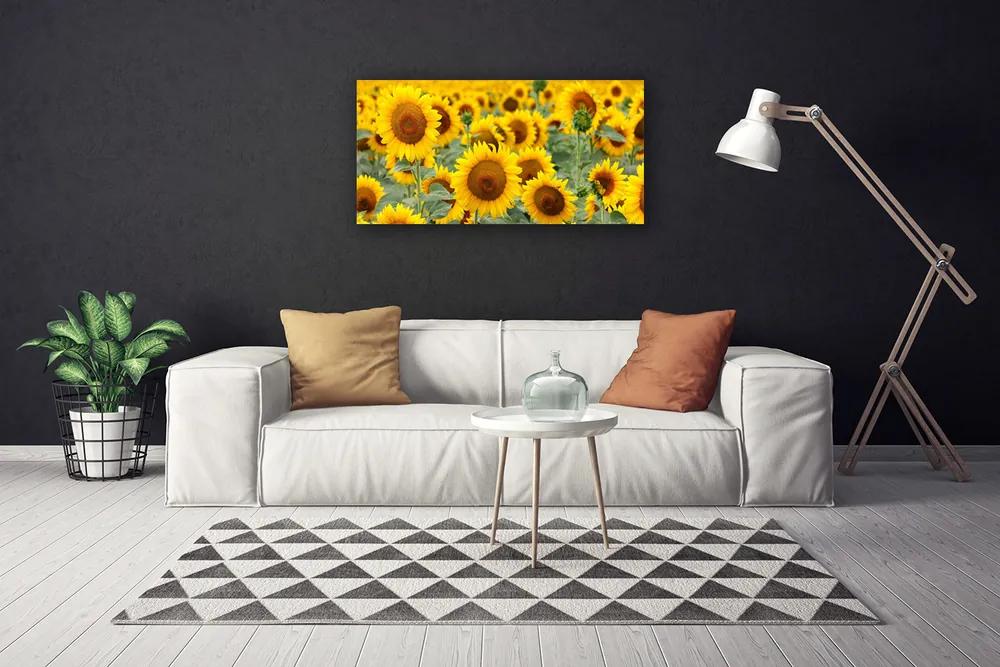 Obraz na plátně Slunečnice Rostlina Příroda 125x50 cm