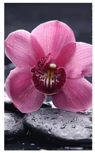 DIMEX | Vliesová fototapeta na zeď Orchidej MS-2-0120  | 150 x 250 cm | černá, růžová