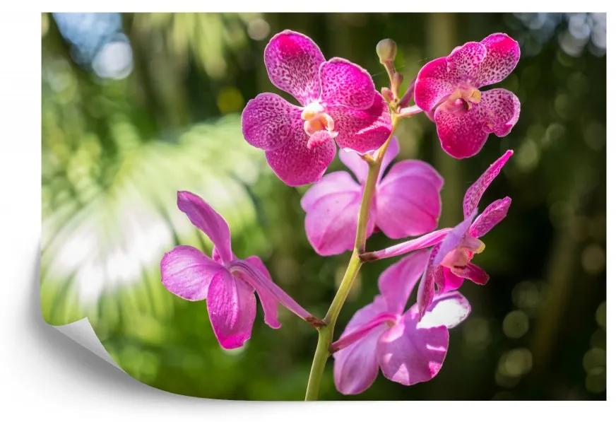 Fototapeta Krásné Orchideje Omyvatelný vlies 135x90