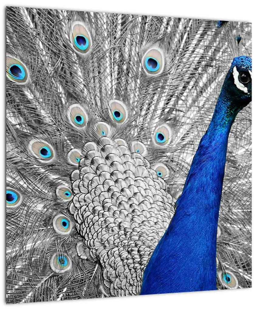 Obraz - modrý páv (40x40 cm), 40 dalších rozměrů