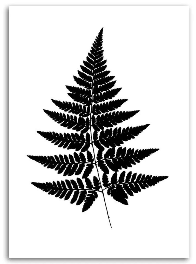 Obraz na plátně Kapradinový list černá bílá příroda - 60x90 cm