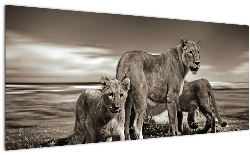 Obraz černobílých lvů (100x40 cm), 40 dalších rozměrů