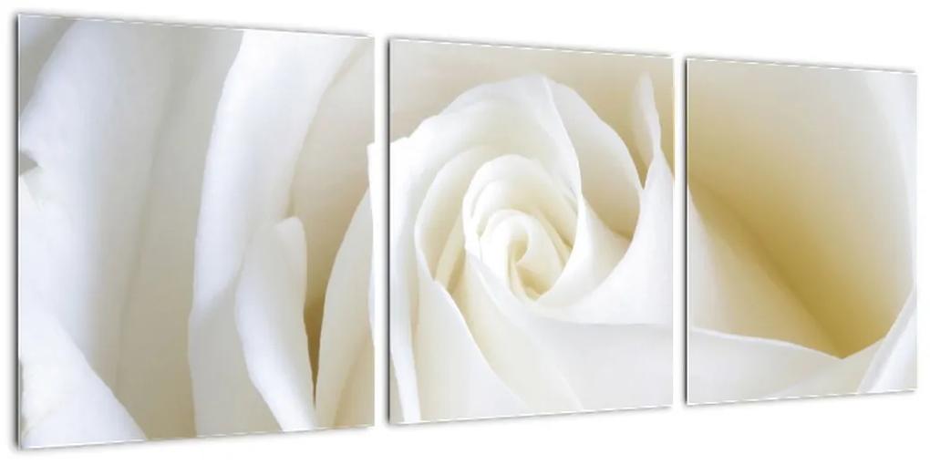 Obraz bílé růže