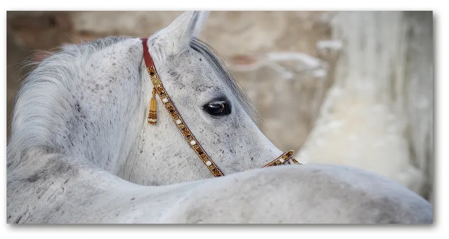 Wallmuralia Foto obraz akrylový Bílý arabský kůň 140x70 cm