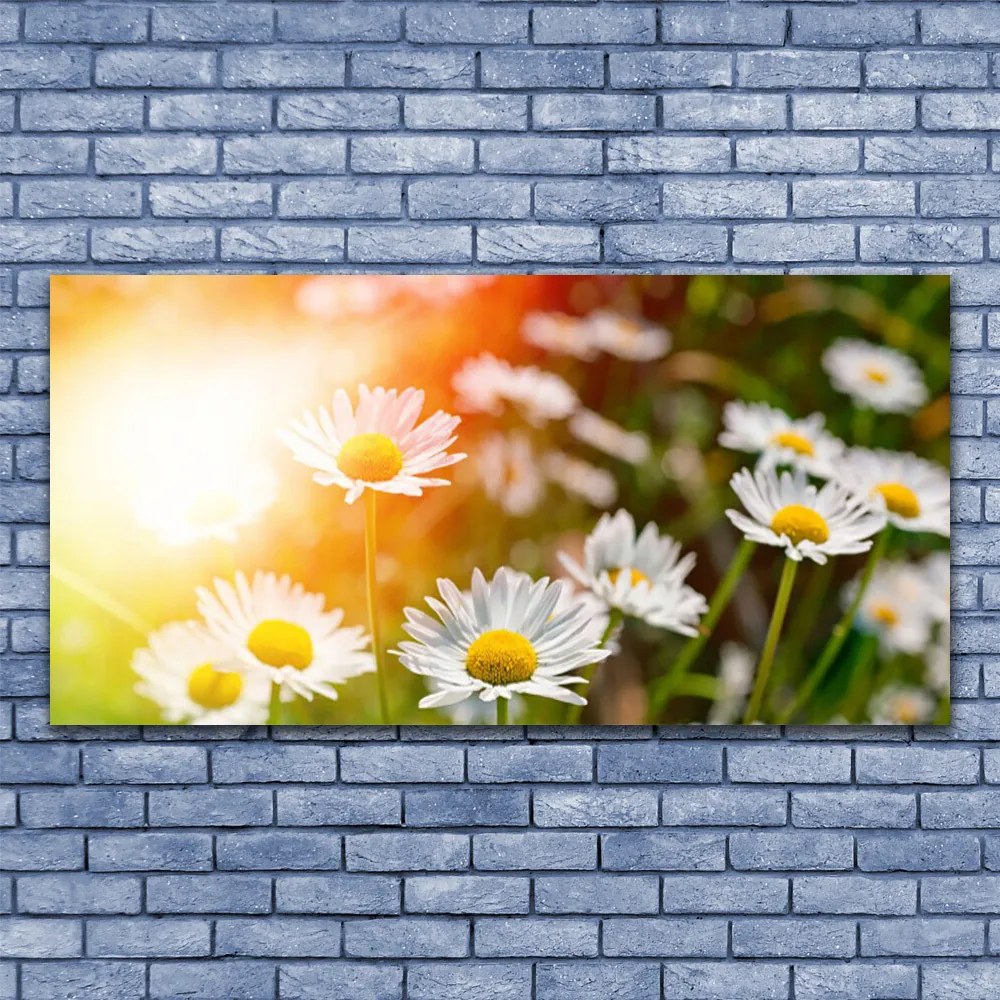 Plexisklo-obraz Sedmikrásky Květiny Paprsky 120x60 cm