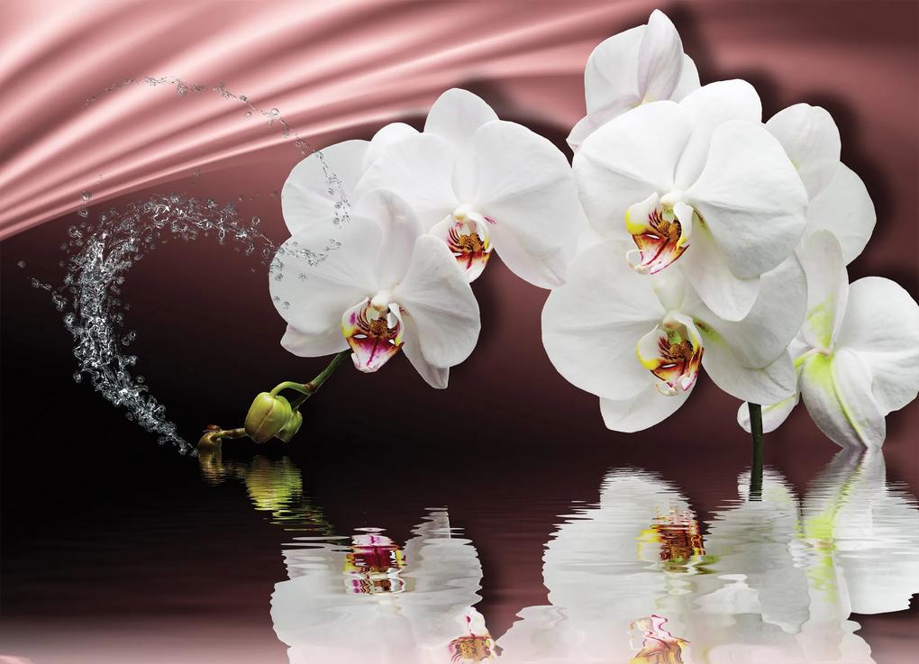 Malvis ® Tapeta Orchidej bílá Vel. (šířka x výška): 216 x 140 cm