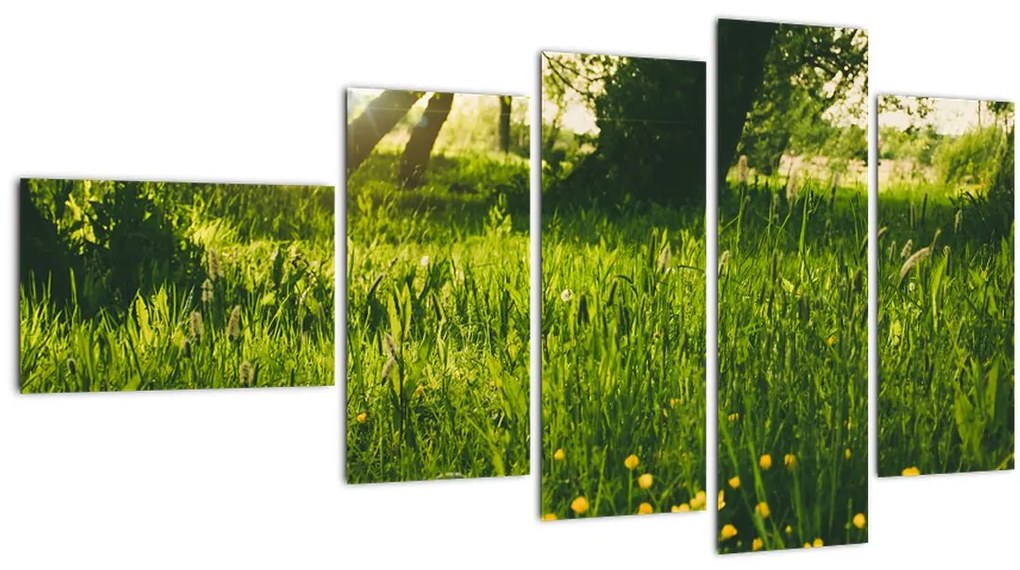 Obraz přírody - louka (110x60 cm), 40 dalších rozměrů