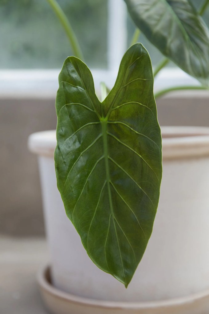 Zahradní květináč Galestro s podstavcem 35 cm růžový