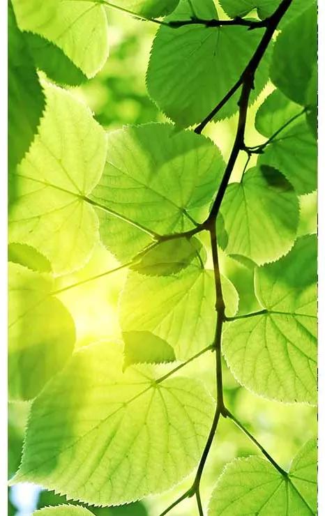 Dvoudílná vliesová fototapeta Zelené listy, rozměr 150x250cm, MS-2-0107