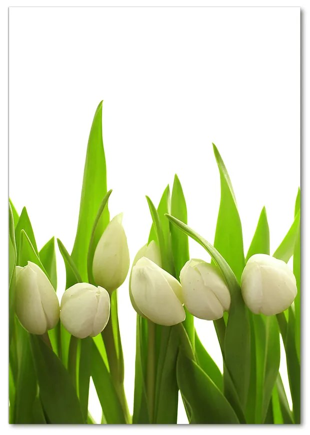 Wallmuralia Foto obraz akryl do obýváku Bílé tulipány 70x100 cm