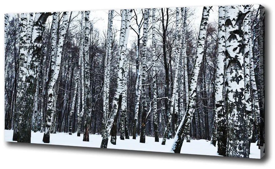 Wallmuralia Foto obraz na plátně Břízy zima 100x50