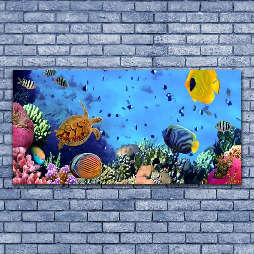 akrylový obraz Korálový Útes Příroda 120x60 cm