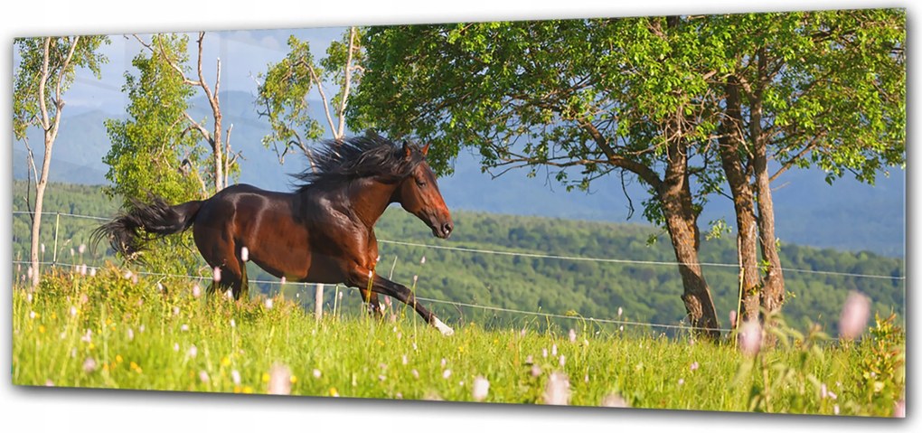 Skleněný obraz 125x50 tvrzená grafika koně