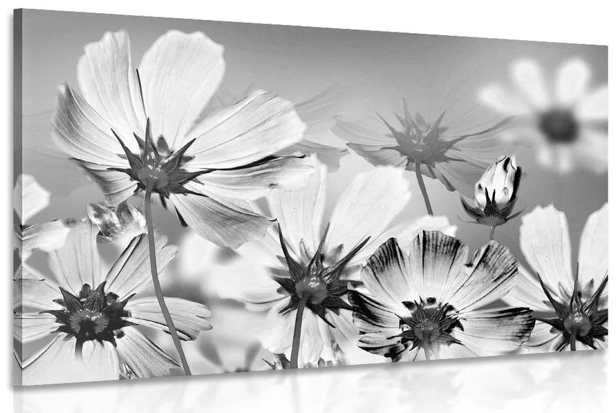 Obraz letní květy v černobílém provedení