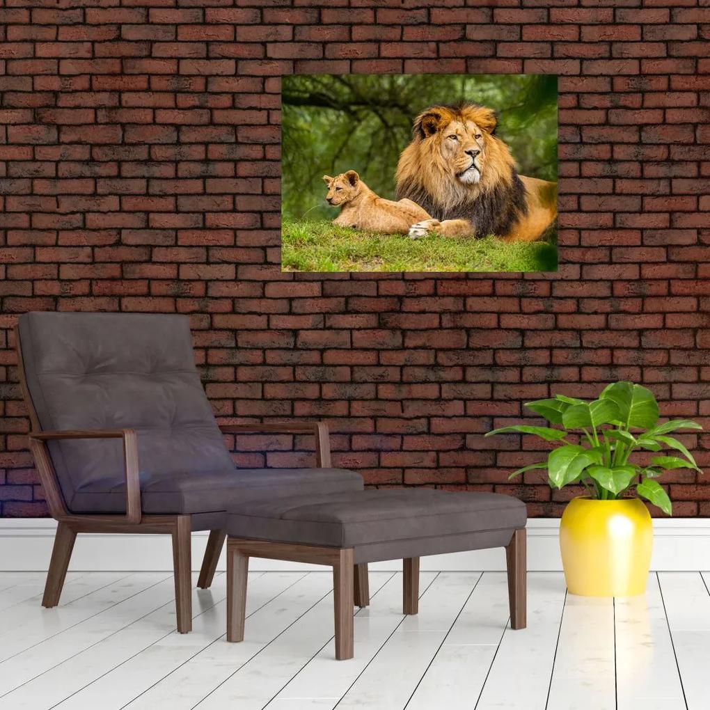 Obraz lvů (70x50 cm)