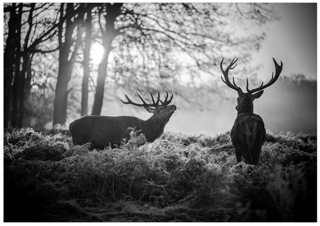 Fototapeta - Deers in the Morning